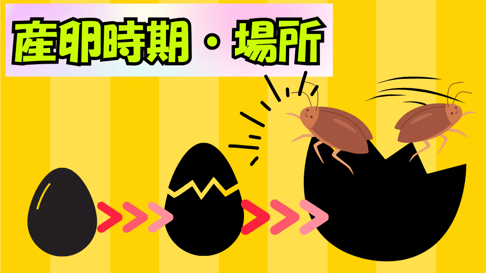 ゴキブリの全貌を暴露！見た目・産卵タイミング・孵化期間から効果的な駆除方法まで徹底解説 - 害虫駆除・対策のプロ業者｜害虫獣SOS