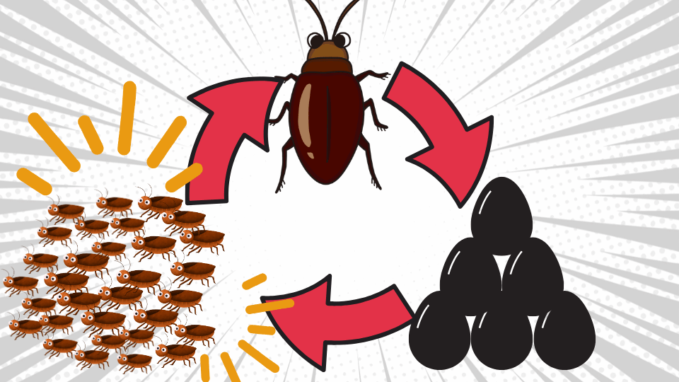 ゴキブリの全貌を暴露！見た目・産卵タイミング・孵化期間から効果的な駆除方法まで徹底解説 - 害虫駆除・対策のプロ業者｜害虫獣SOS